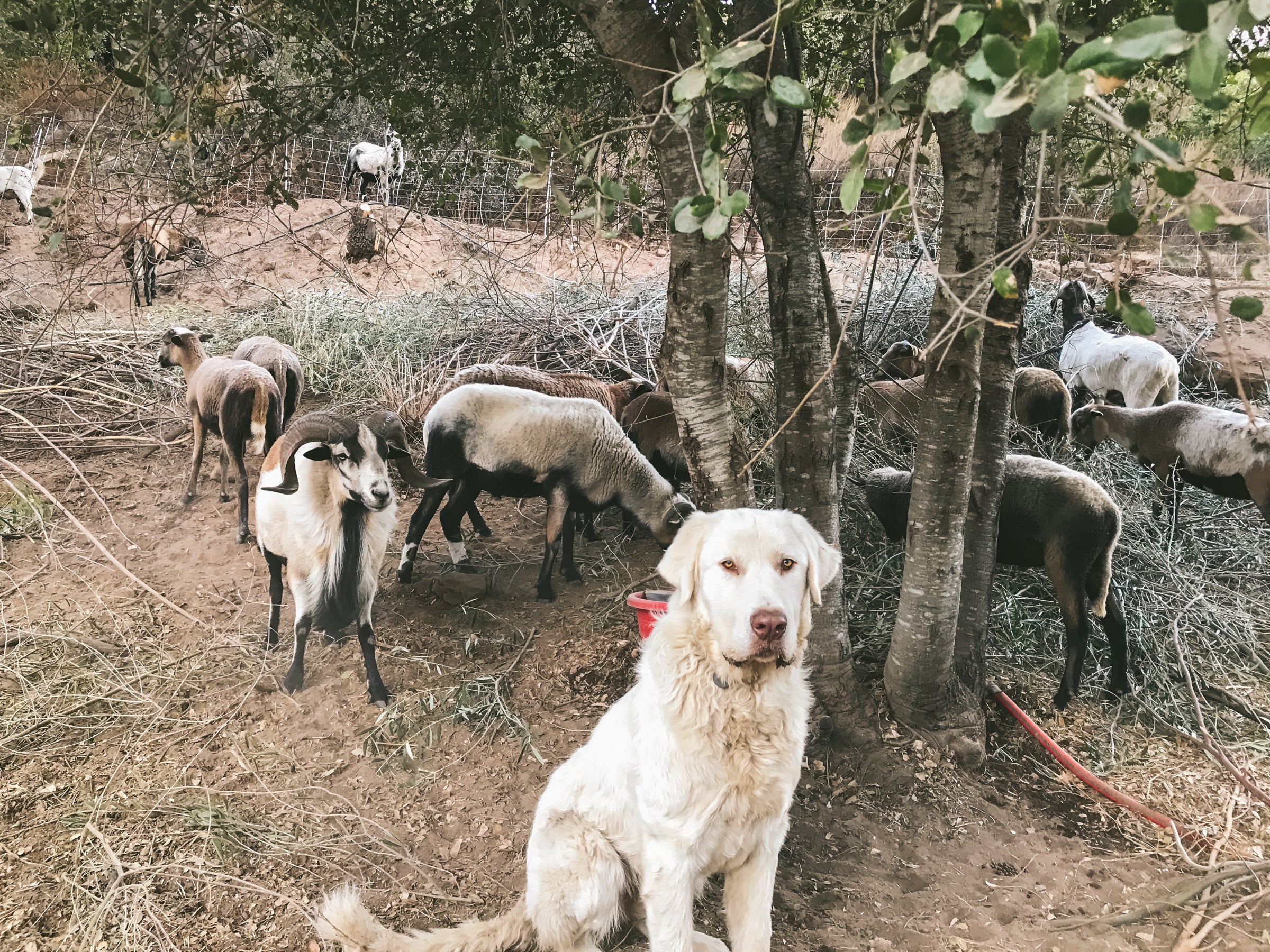 Permaculture & Regenerative Agriculture: Incorporating Animals & Crops ...